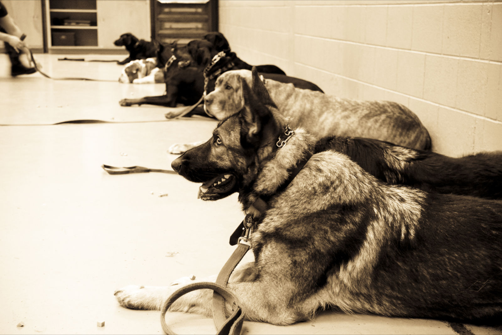 The Photo Lounge - Dave McMahon